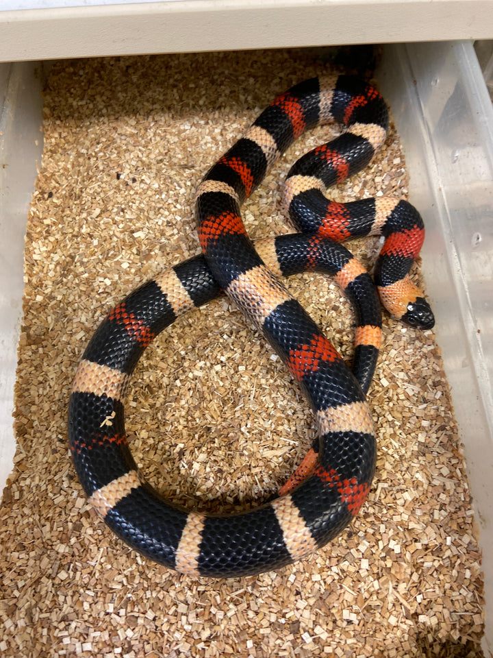 Milk Snakes For Sale - BHB Reptiles