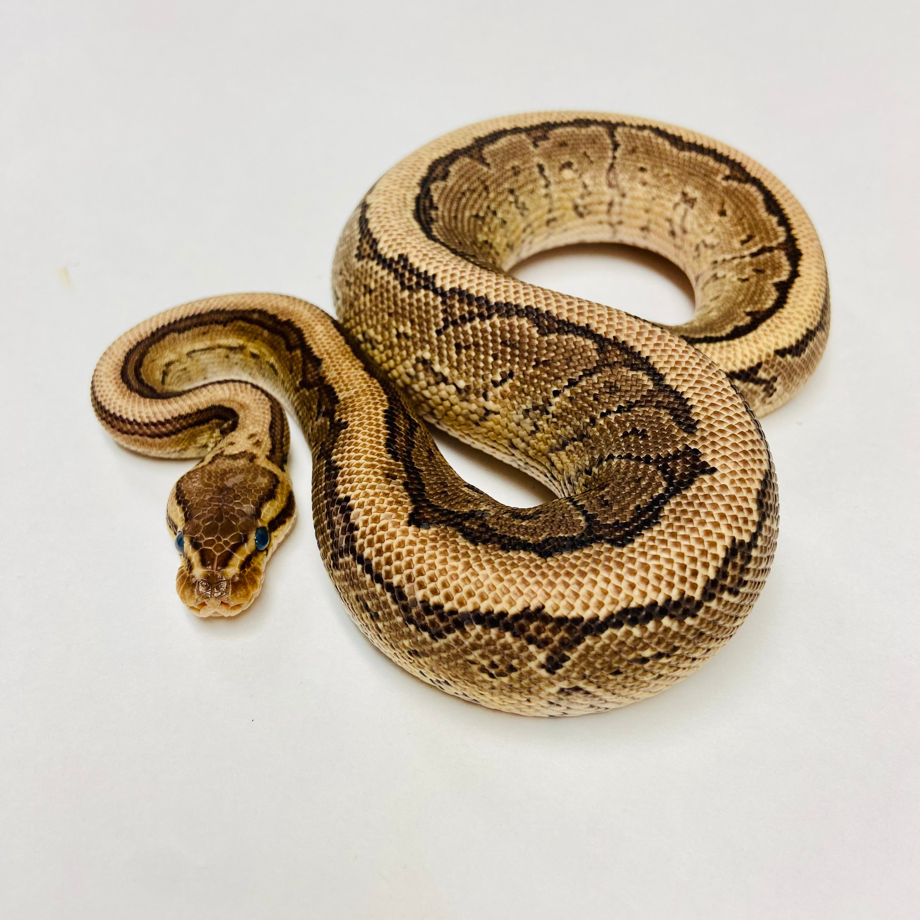 Ball Pythons for Sale at BHB Reptiles - High Quality & Wide Variety in ...