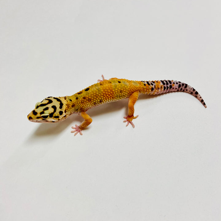 Leopard Geckos for Sale at BHB! Top Quality & Vast Selection in the US ...