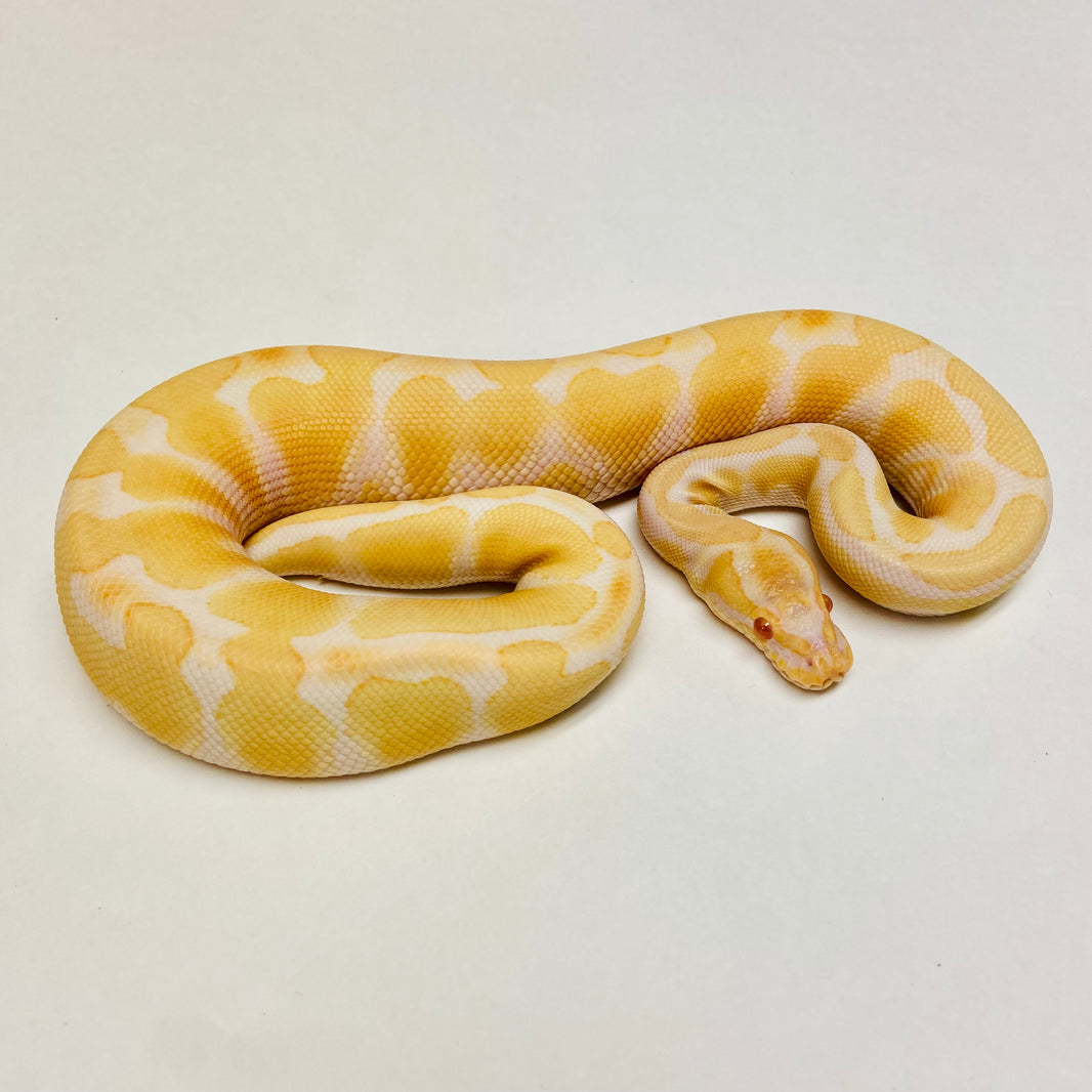 Ball Pythons for Sale at BHB Reptiles - High Quality & Wide Variety in ...