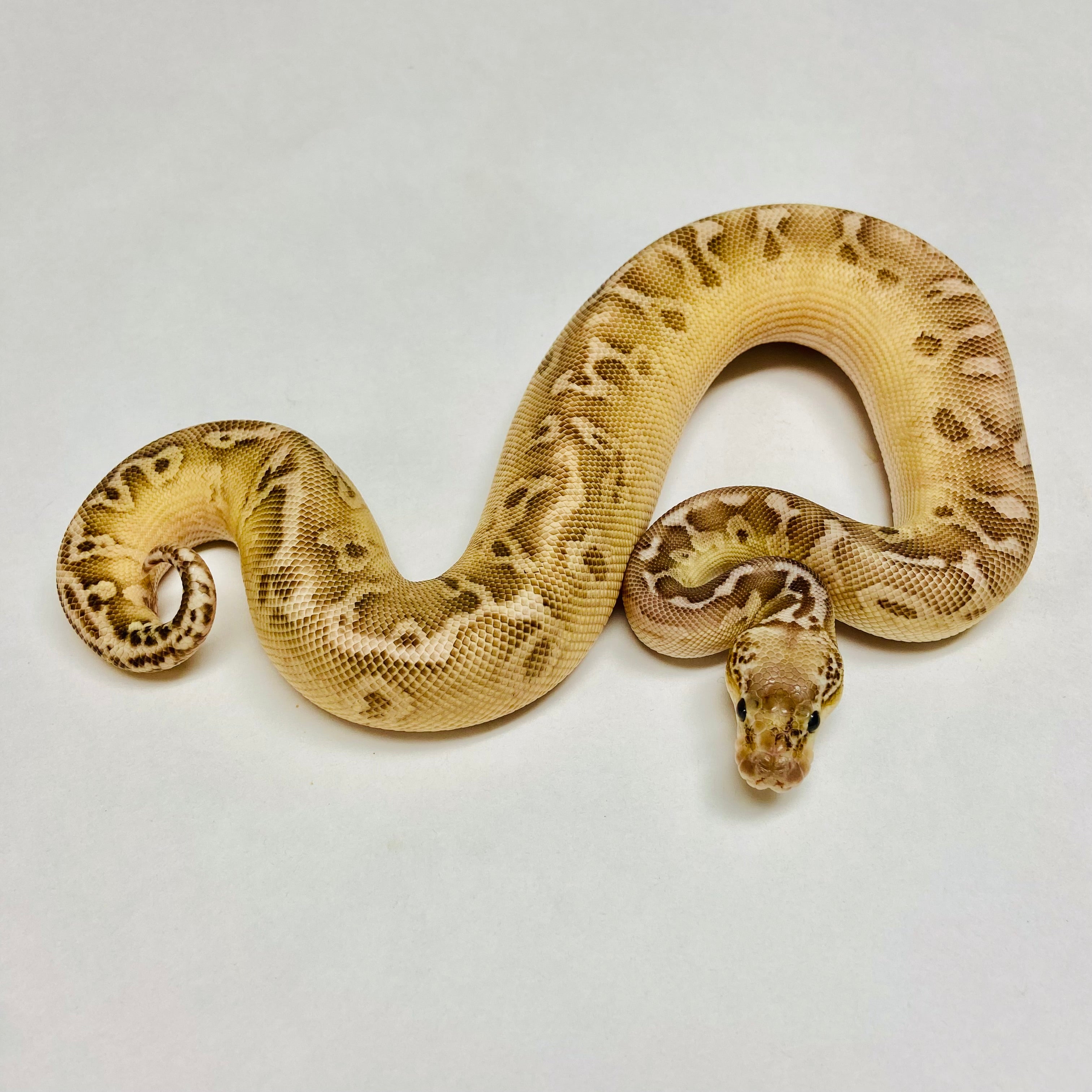 Ball Pythons for Sale at BHB Reptiles - High Quality & Wide Variety in ...