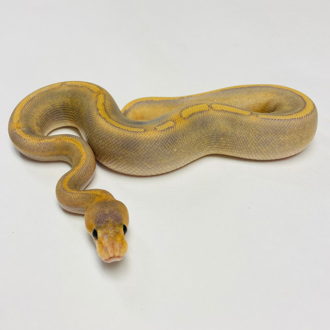 Ball Pythons for Sale at BHB Reptiles - High Quality & Wide Variety in ...