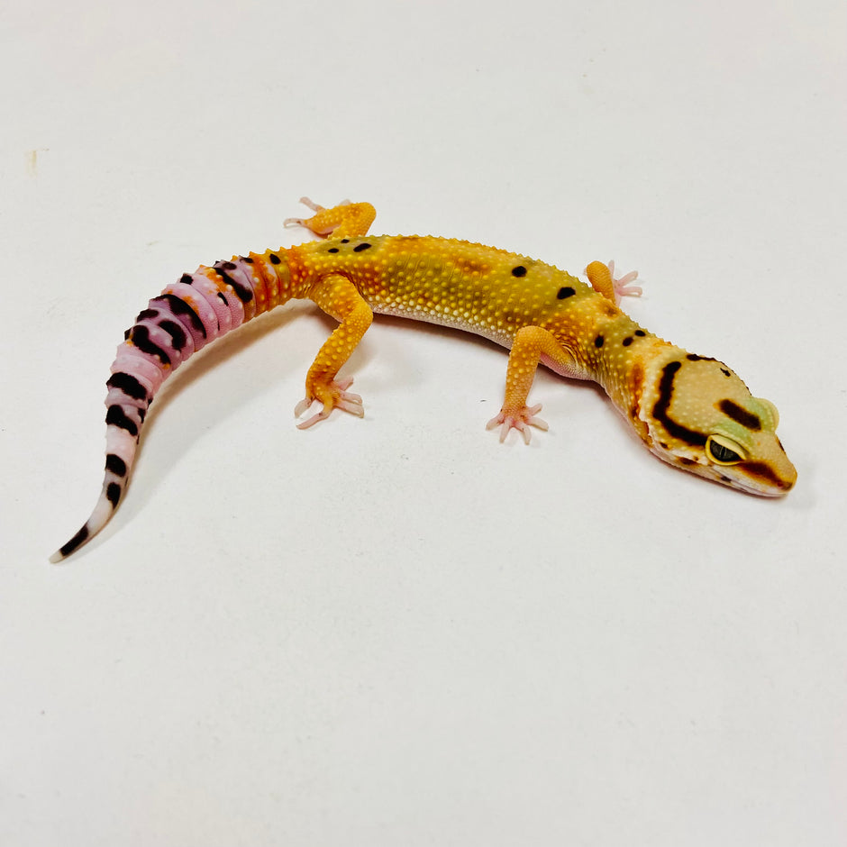 Leopard Geckos for Sale at BHB! Top Quality & Vast Selection in the US ...