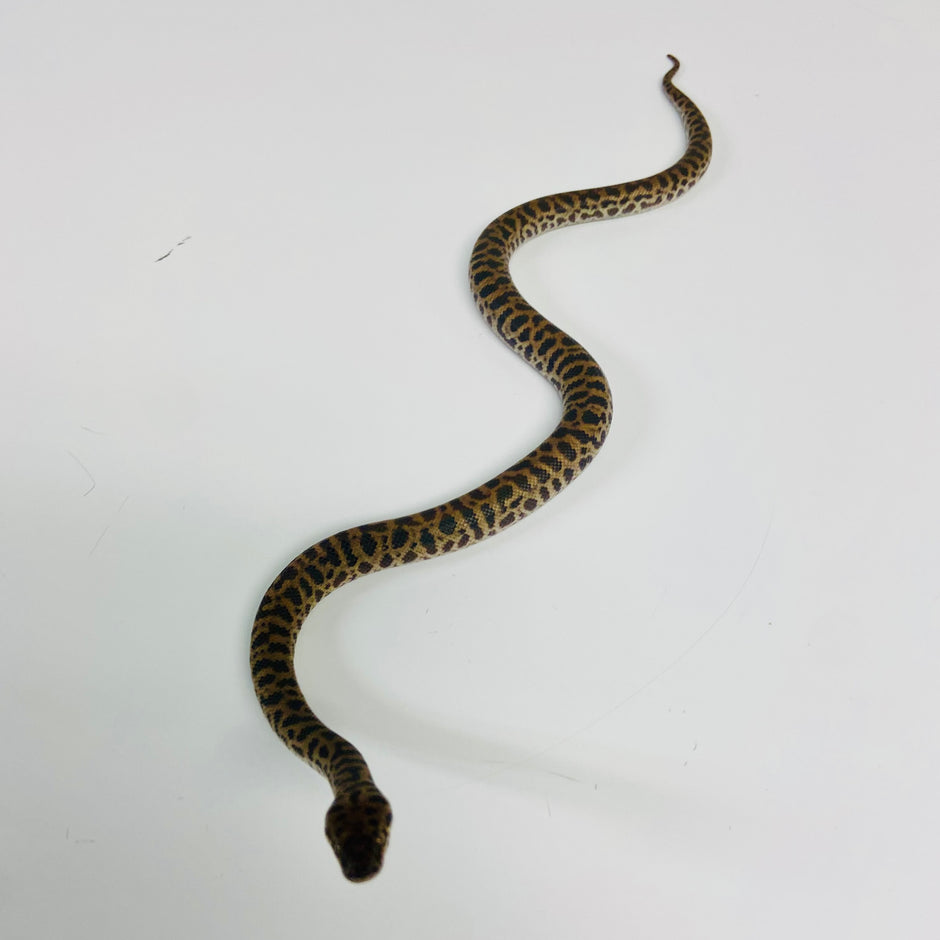 Spotted Pythons – BHB Reptiles