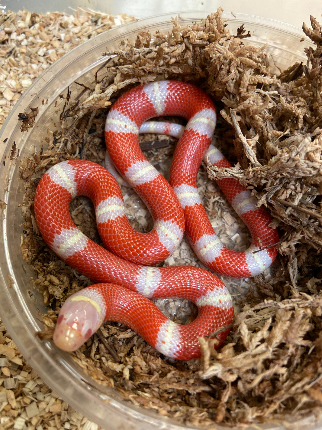 Milk Snakes For Sale - BHB Reptiles