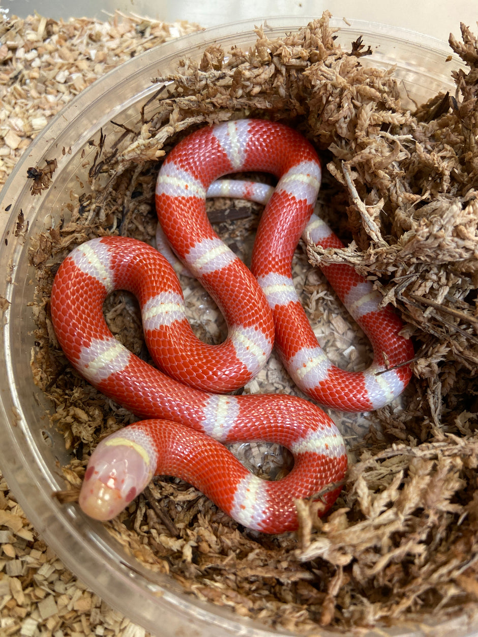 Milk Snakes For Sale - BHB Reptiles