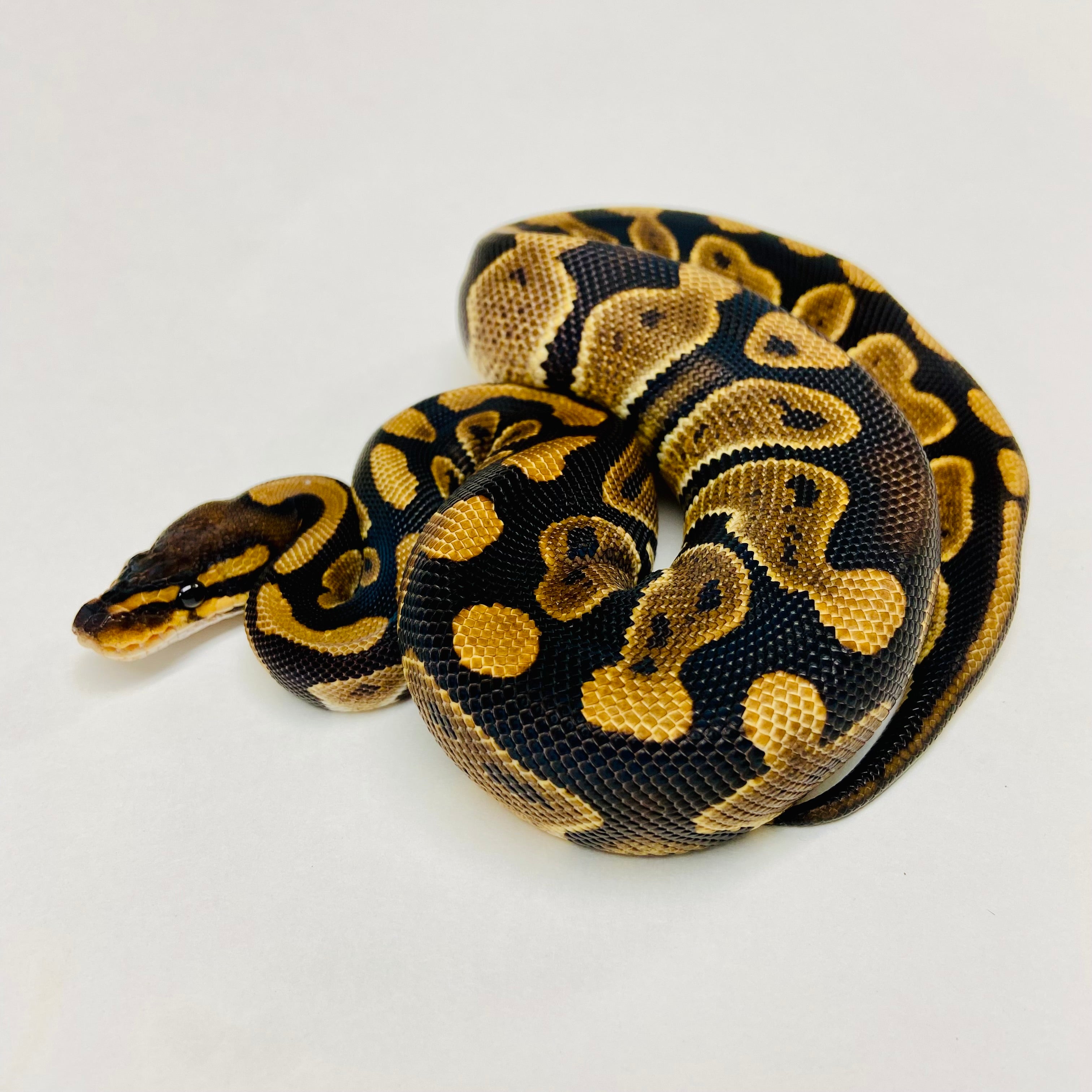 Ball Pythons for Sale at BHB Reptiles - High Quality & Wide Variety in ...