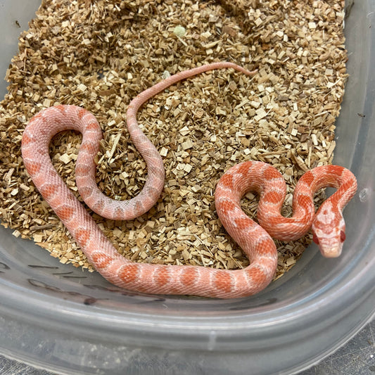 Corn Snakes For Sale I Purchase Corn Snakes Online Or Pickup Today ...
