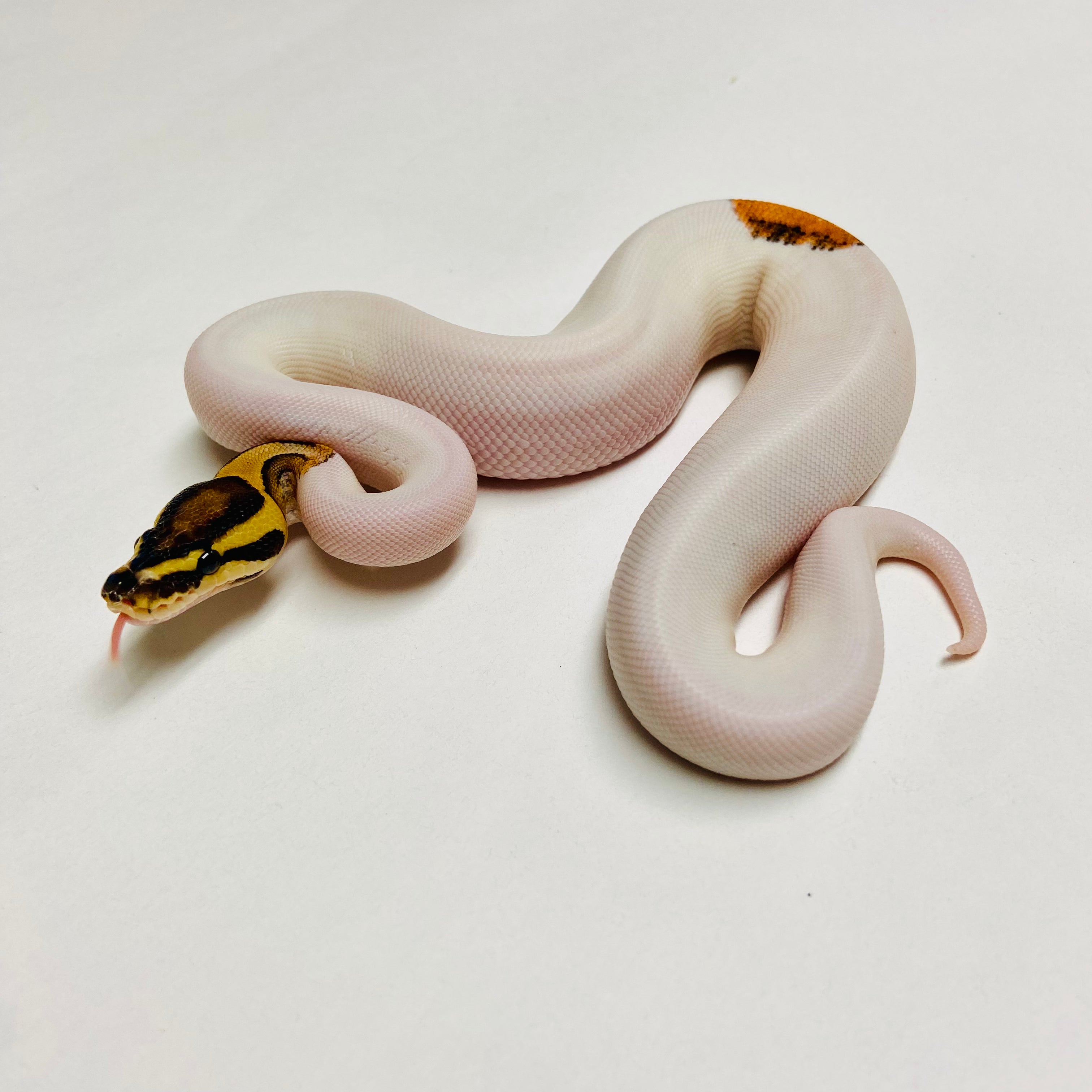 Pied Pos Enchi OD YB Ball Python Female 2025F01 – BHB Reptiles