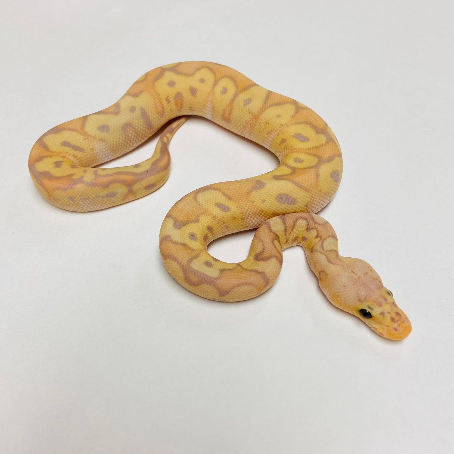 Pastel Banana Clown Ball Python Male 2025M02 – BHB Reptiles