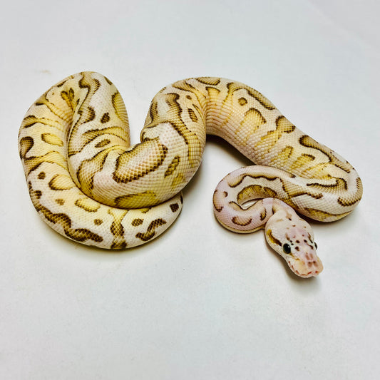 Ball Pythons for Sale at BHB Reptiles - High Quality & Wide Variety in ...