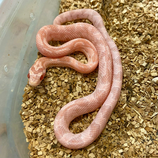 Corn Snakes For Sale I Purchase Corn Snakes Online Or Pickup Today ...