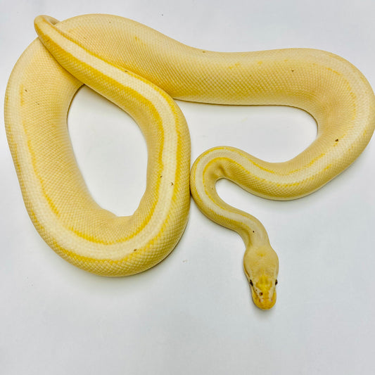 Ball Pythons for Sale at BHB Reptiles - High Quality & Wide Variety in ...