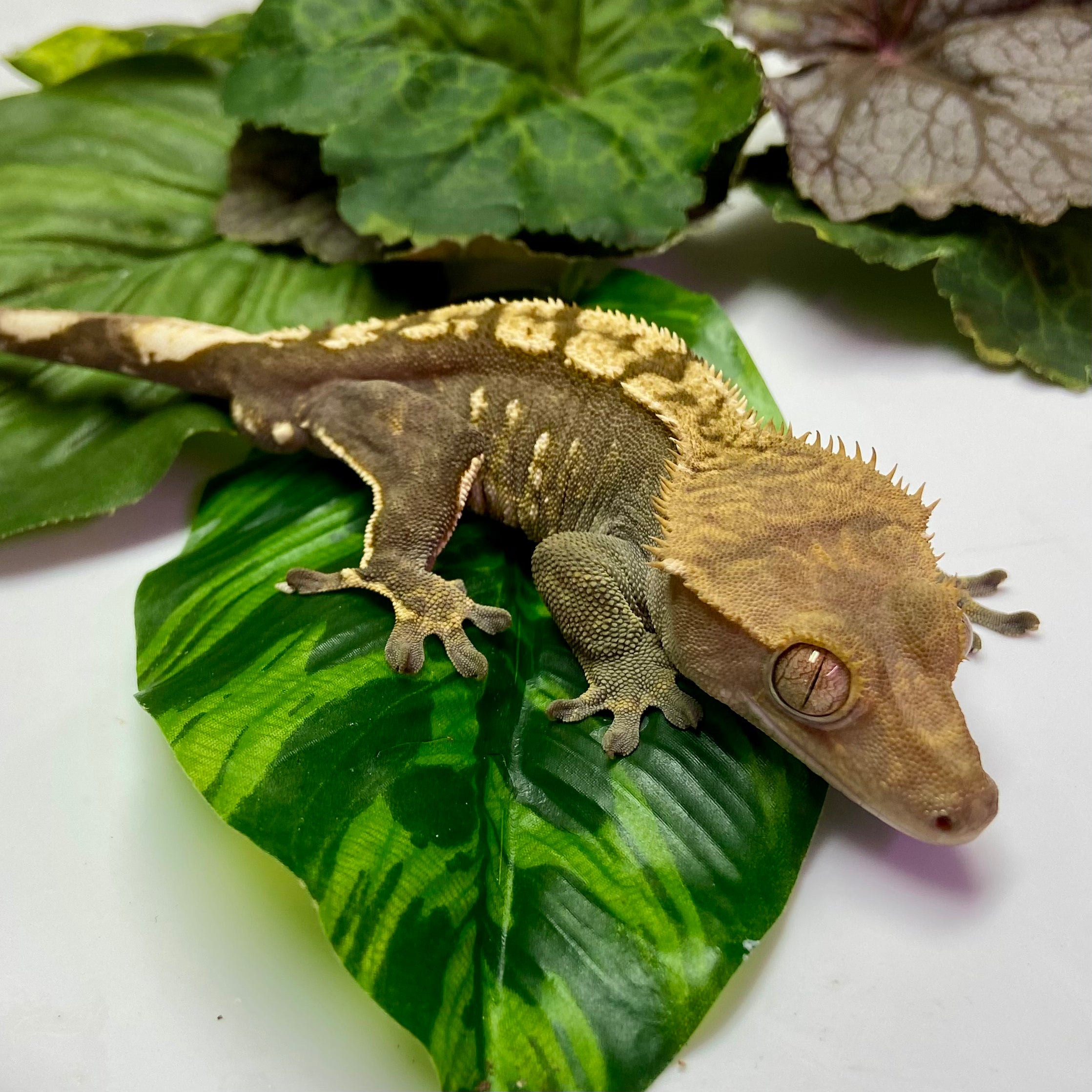 Flame Crested Gecko 2023 Male 62523-2 – BHB Reptiles