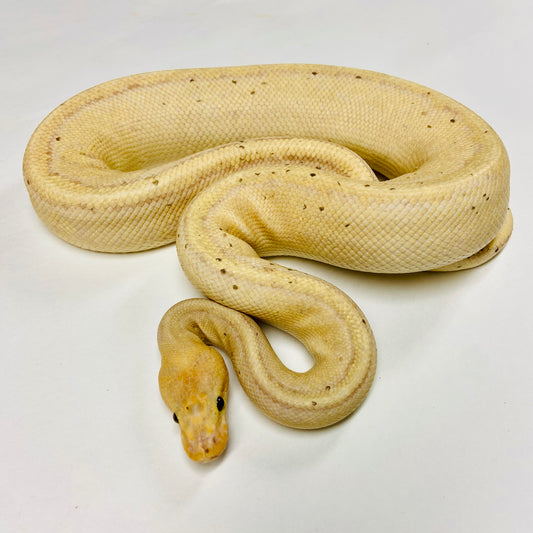 Ball Pythons for Sale at BHB Reptiles - High Quality & Wide Variety in ...