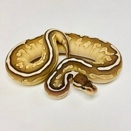 Ball Pythons for Sale at BHB Reptiles - High Quality & Wide Variety in ...