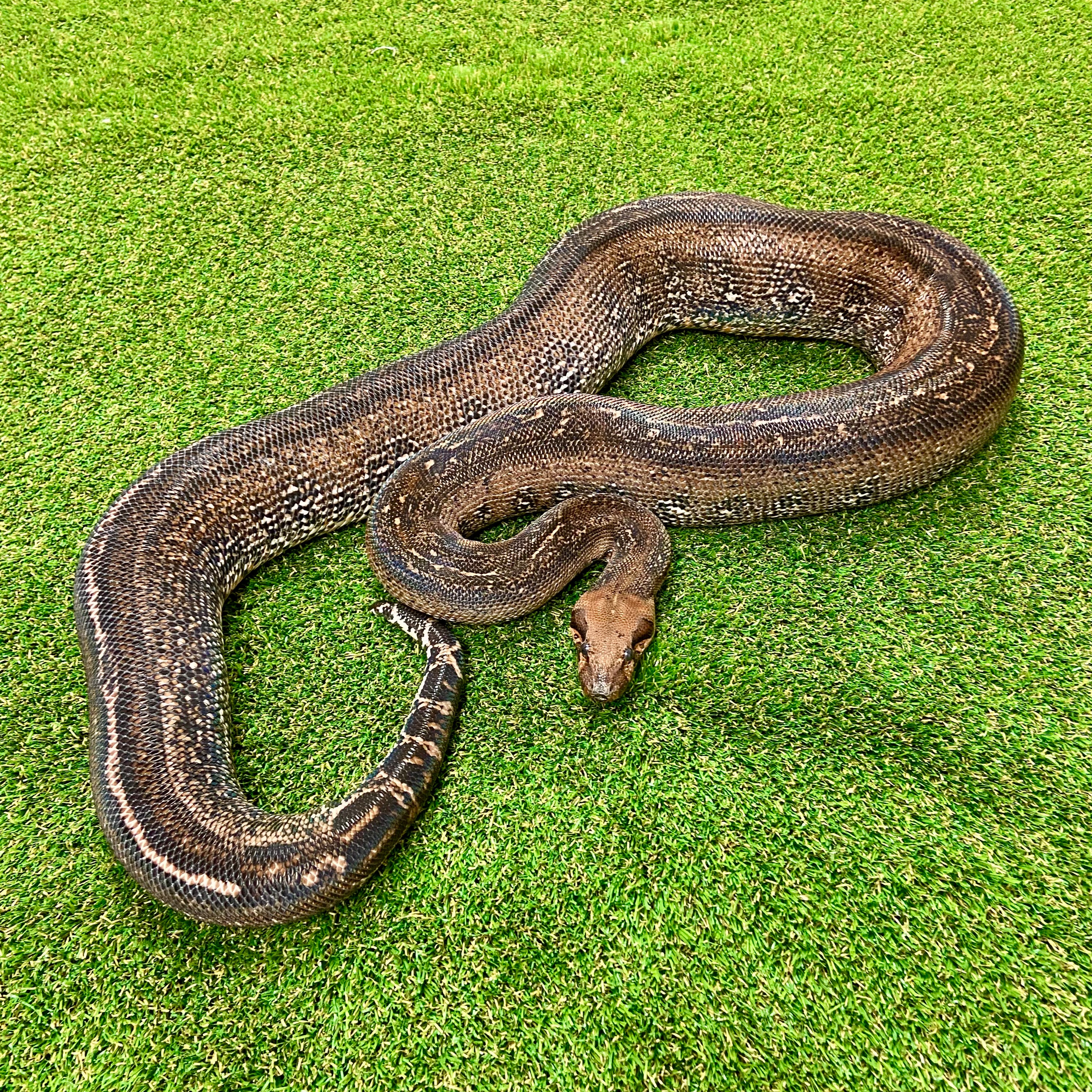 Leopard Boa Constrictor 2019 Female B07 – BHB Reptiles