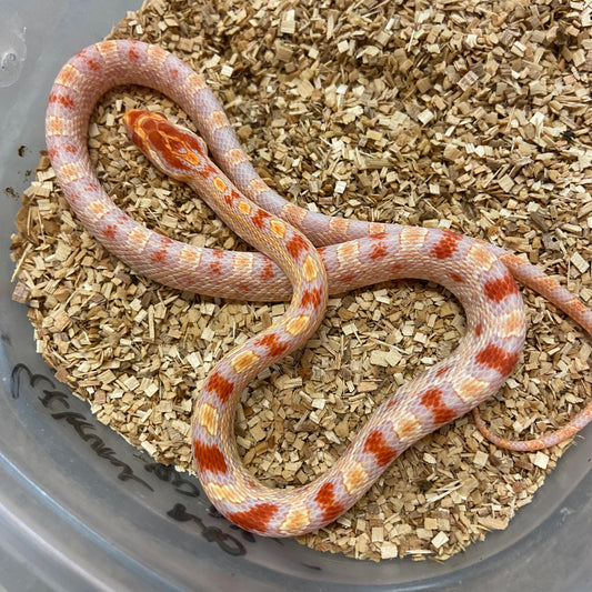 Corn Snakes For Sale I Purchase Corn Snakes Online Or Pickup Today ...