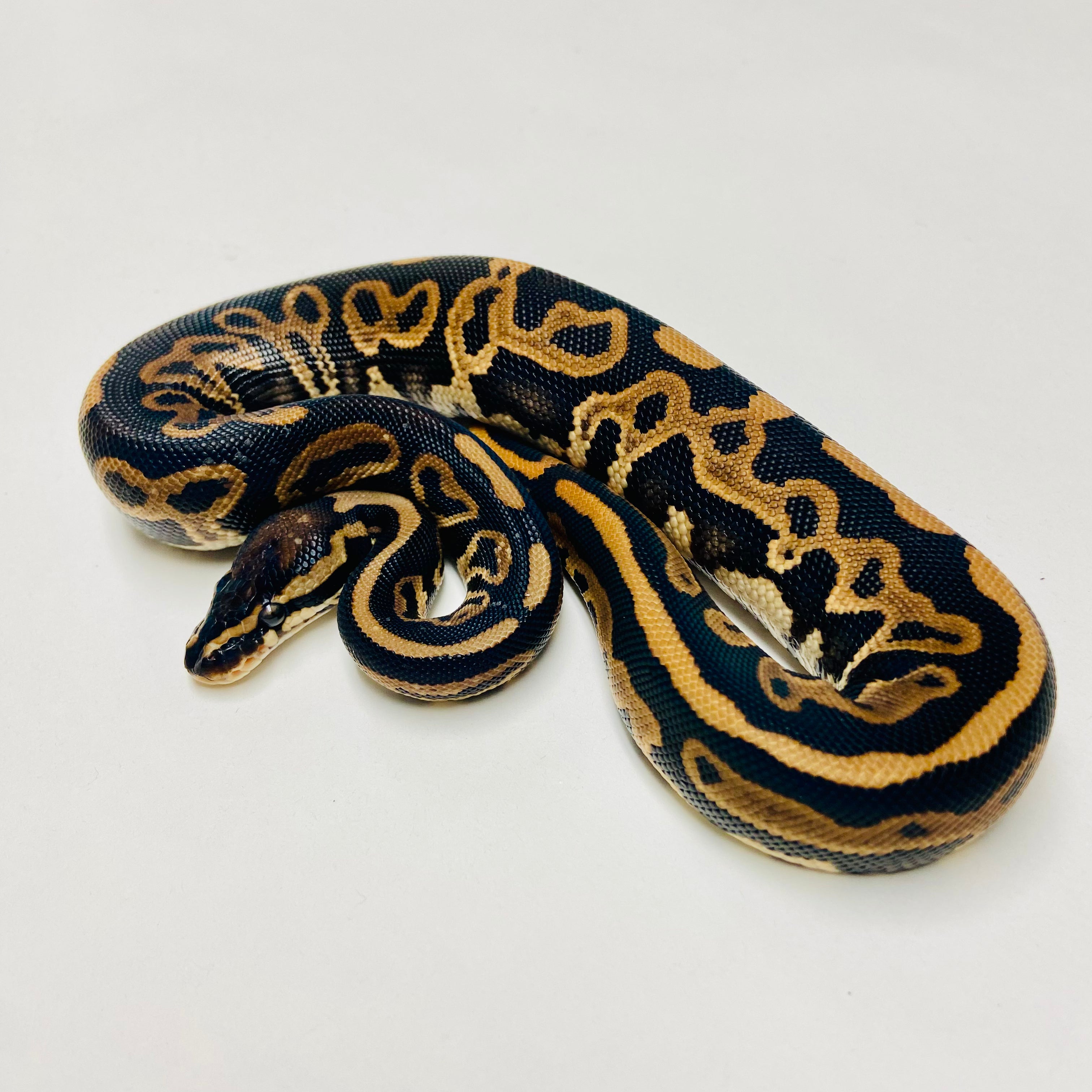 Lori Leopard Ball Python Male 2025M03 – BHB Reptiles
