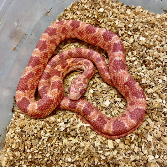 Corn Snakes For Sale I Purchase Corn Snakes Online Or Pickup Today ...