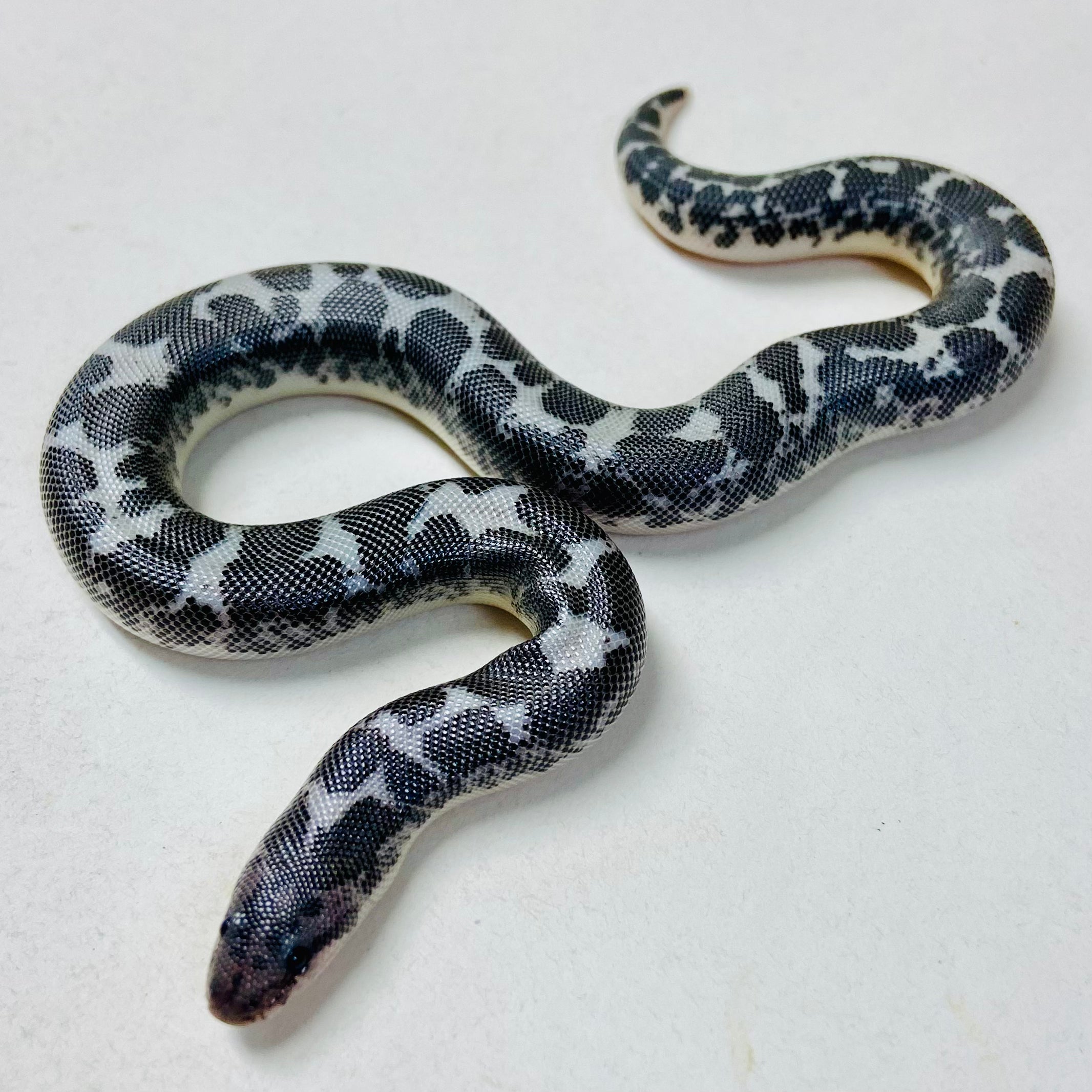 Anery Kenyan Sand Boa Female 2024F02 – BHB Reptiles