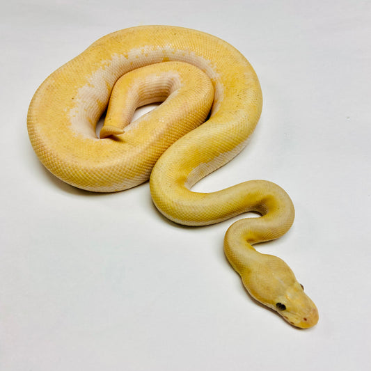 Ball Pythons for Sale at BHB Reptiles - High Quality &amp; Wide Variety in ...