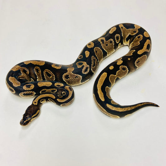 Ball Pythons for Sale at BHB Reptiles - High Quality & Wide Variety in ...