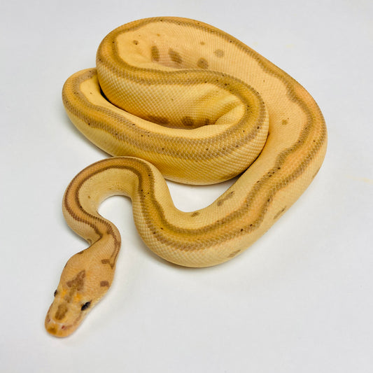 Ball Pythons for Sale at BHB Reptiles - High Quality & Wide Variety in ...