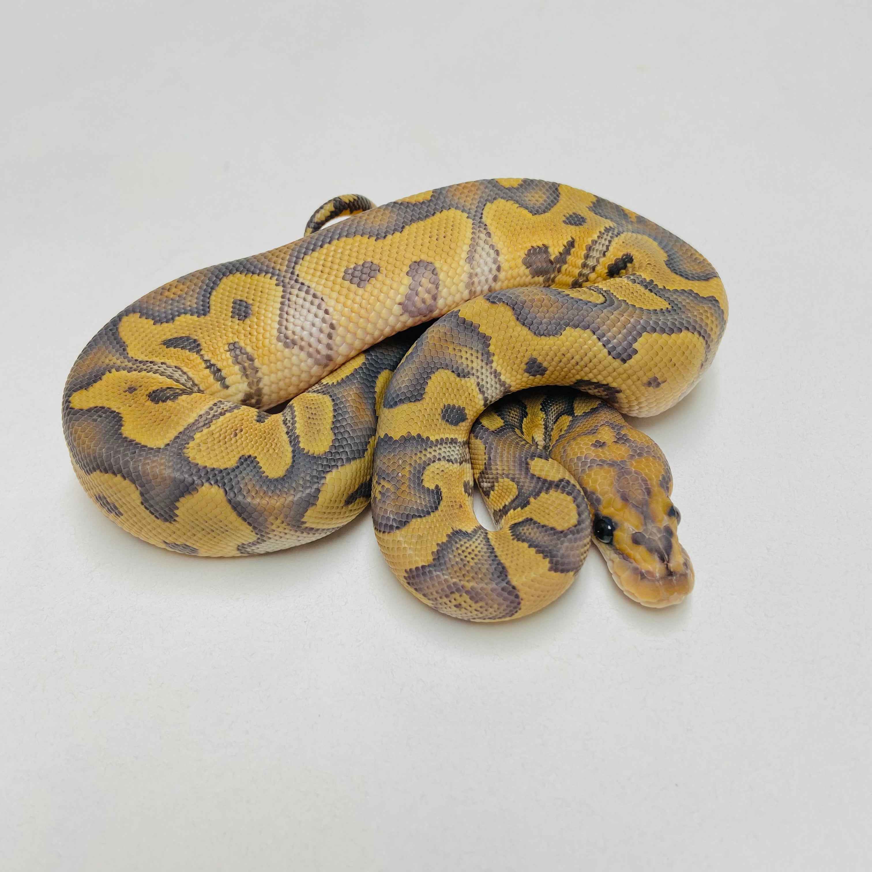 Hypo Clown Ball Python Female 2025F05 – BHB Reptiles
