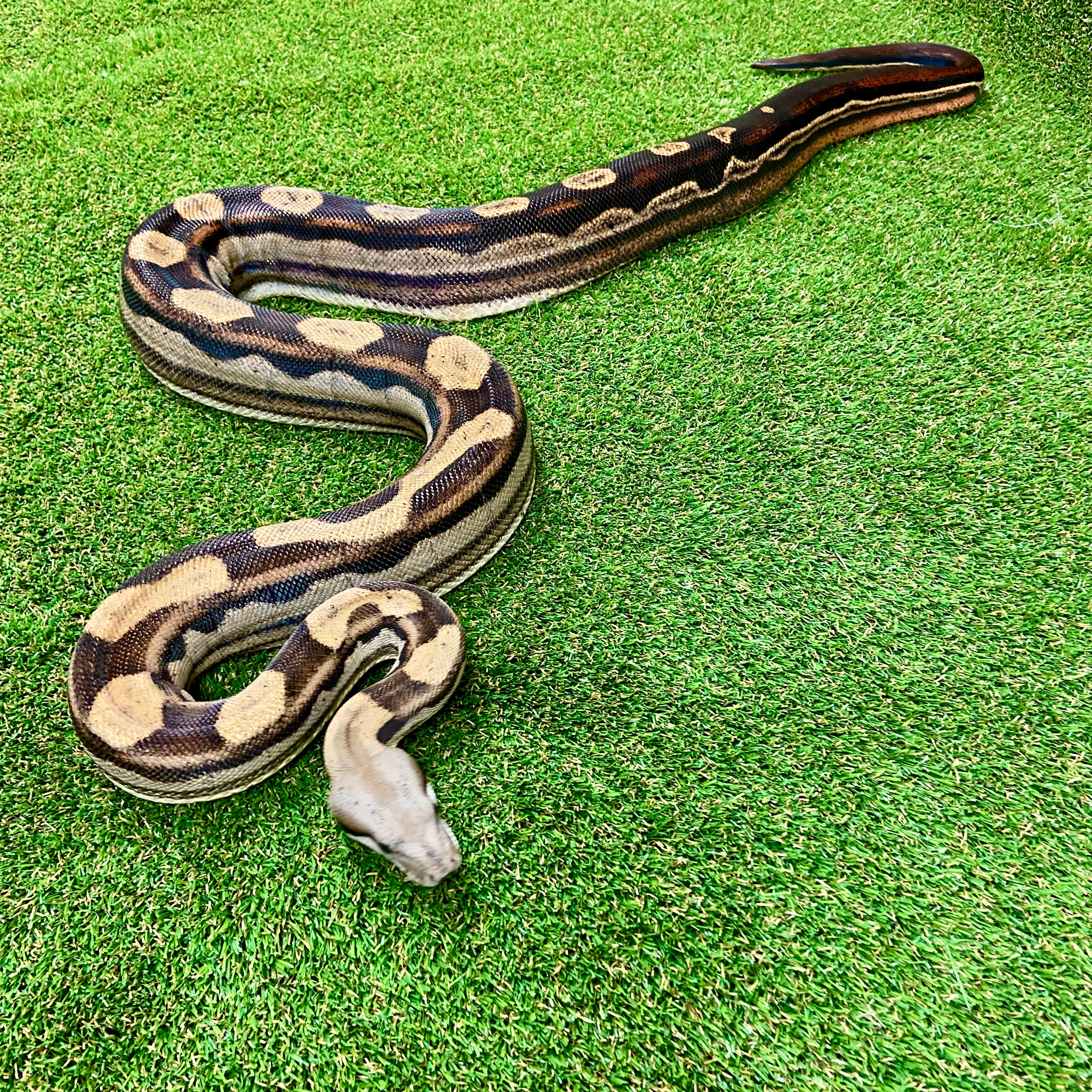 Flamingo Pastel Jungle Motley Boa Constrictor 66% Het Kahl Adult Male ...