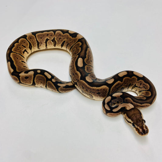 Ball Pythons for Sale at BHB Reptiles - High Quality & Wide Variety in ...