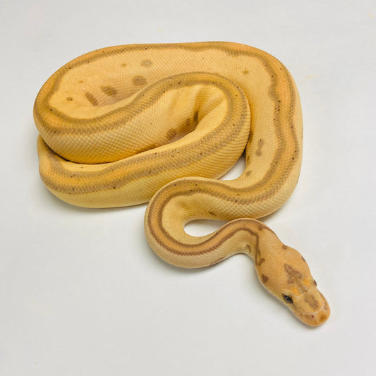 Ball Pythons for Sale at BHB Reptiles - High Quality & Wide Variety in ...