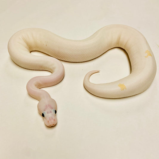 Ball Pythons for Sale at BHB Reptiles - High Quality & Wide Variety in the US – Page 6