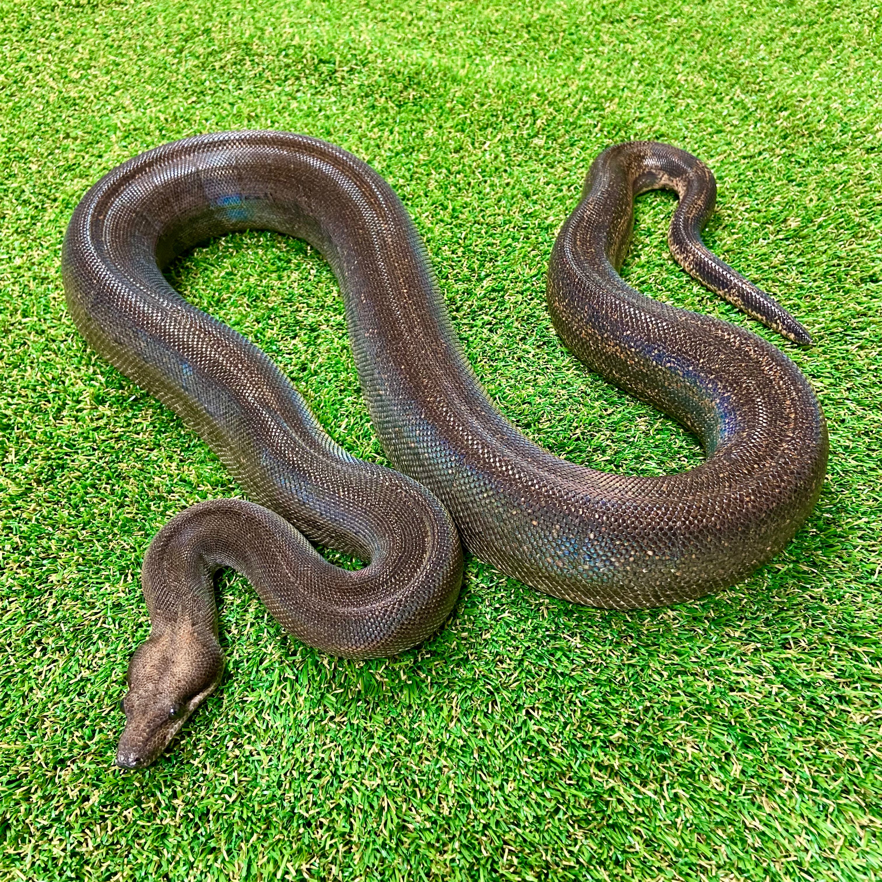 Eclipse Motley Leopard Boa Constrictor Adult Female B08 – BHB Reptiles