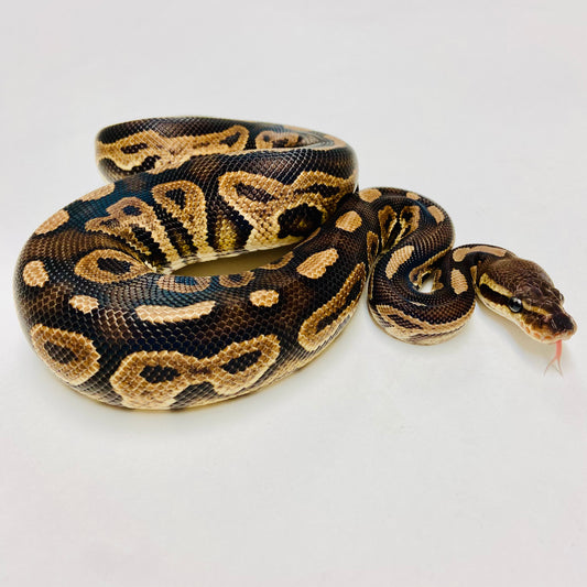Ball Pythons for Sale at BHB Reptiles - High Quality & Wide Variety in ...