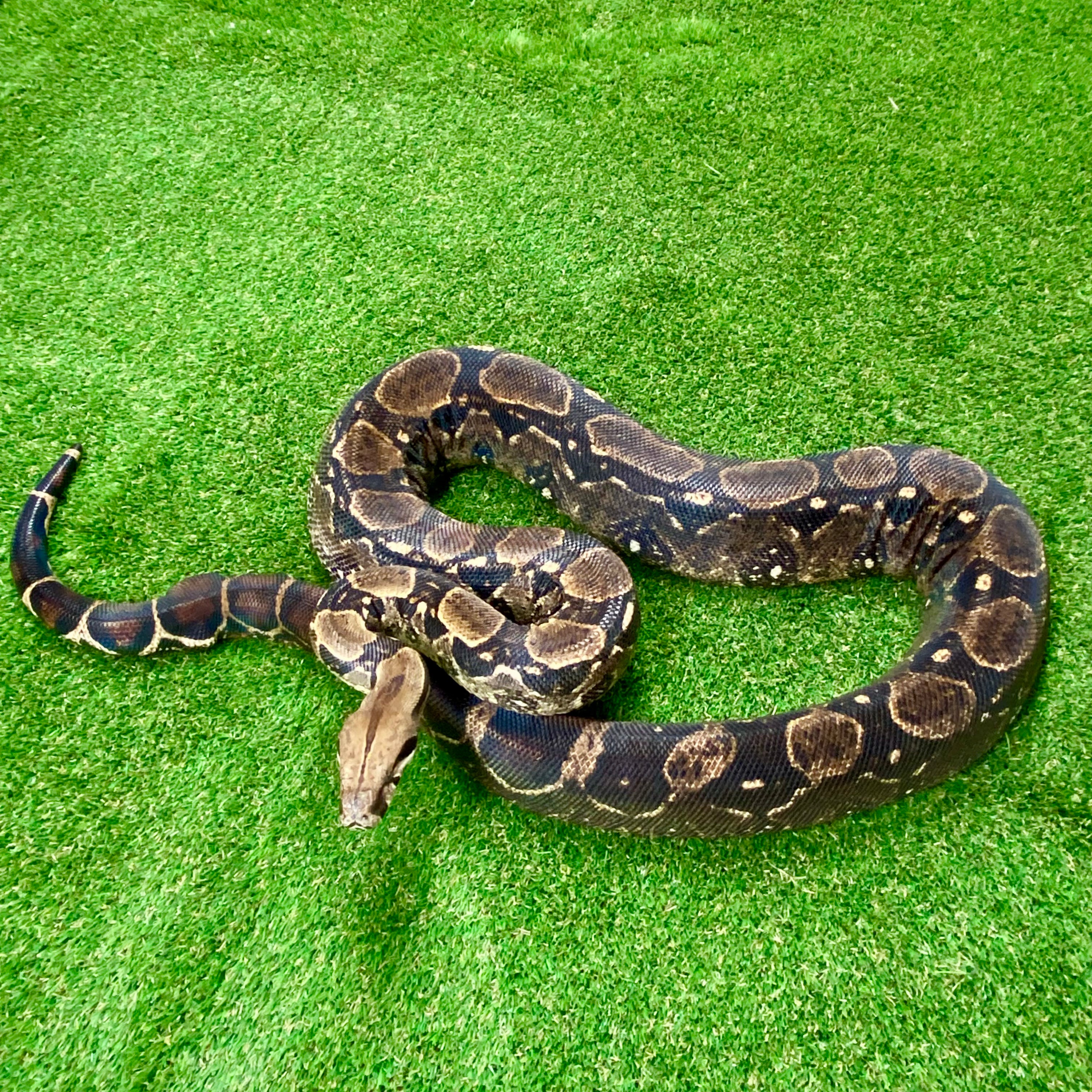 Dbl Het Blood & Sharp Albino Boa Constrictor 2015 Male B01 – BHB Reptiles