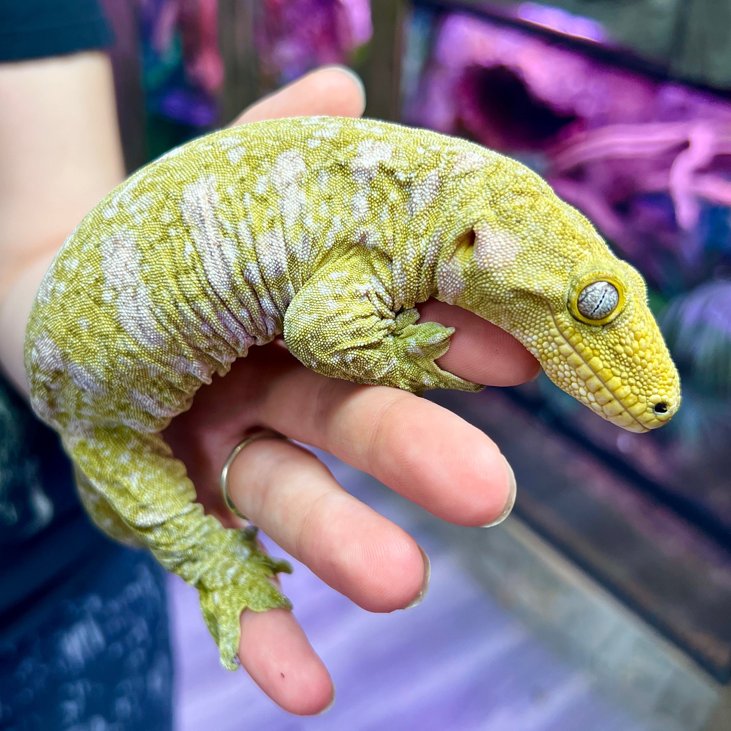 Snakes For Sale! Geckos For Sale! Variety of Snakes, Geckos & Reptiles ...