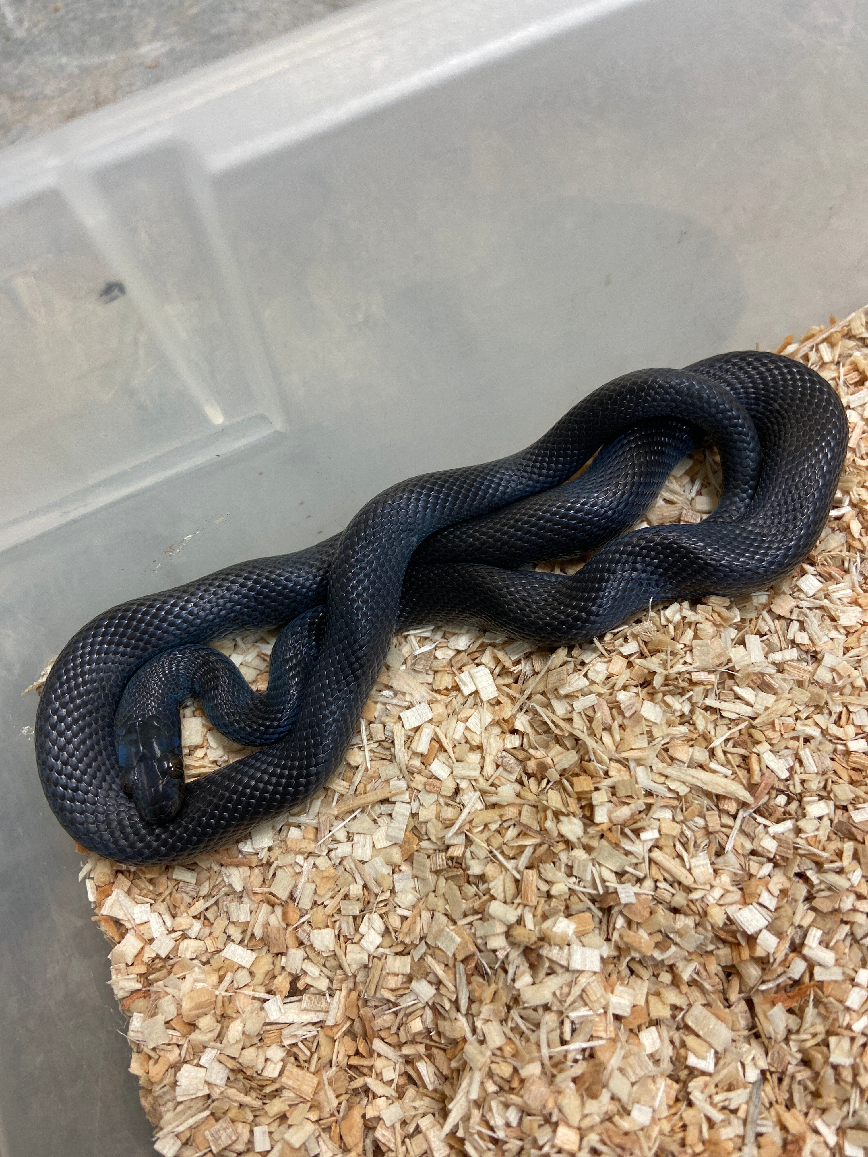 House Snakes – BHB Reptiles