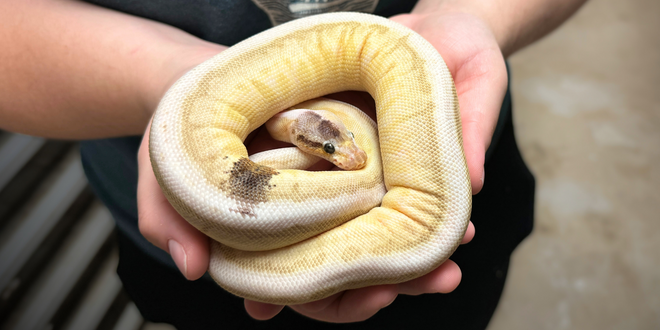 Snakes For Sale! Geckos For Sale! Variety of Snakes, Geckos & Reptiles ...