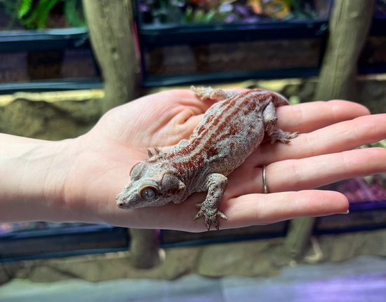 Snakes For Sale! Geckos For Sale! Variety of Snakes, Geckos & Reptiles ...