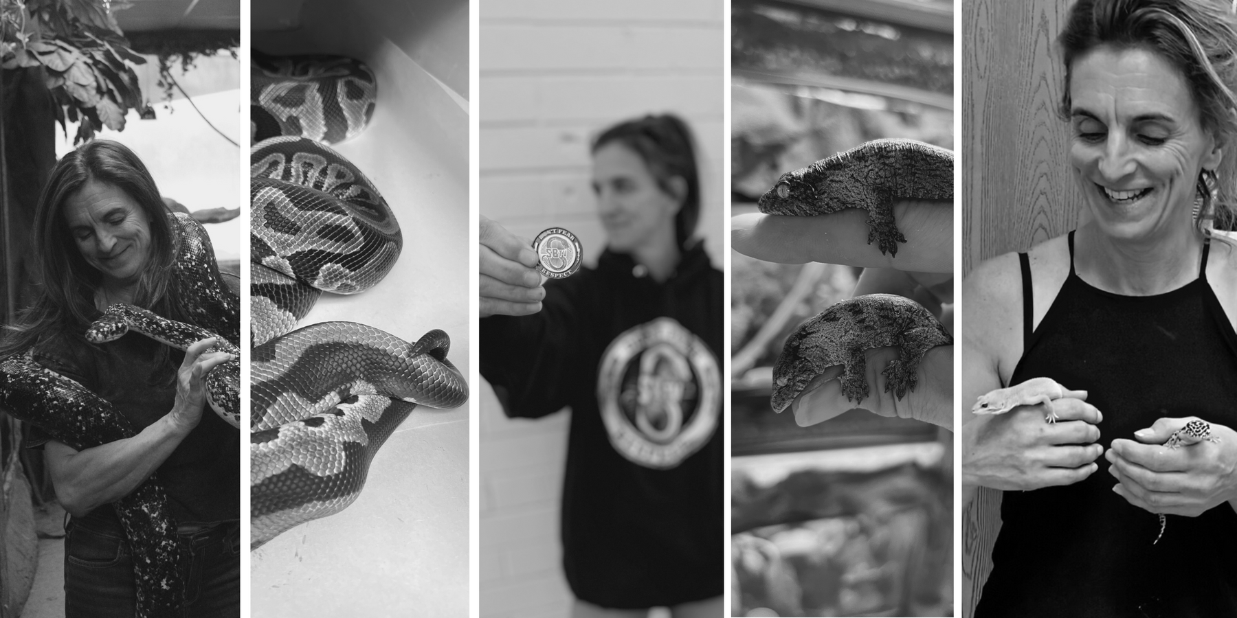 Snakes For Sale! Geckos For Sale! Variety of Snakes, Geckos & Reptiles ...