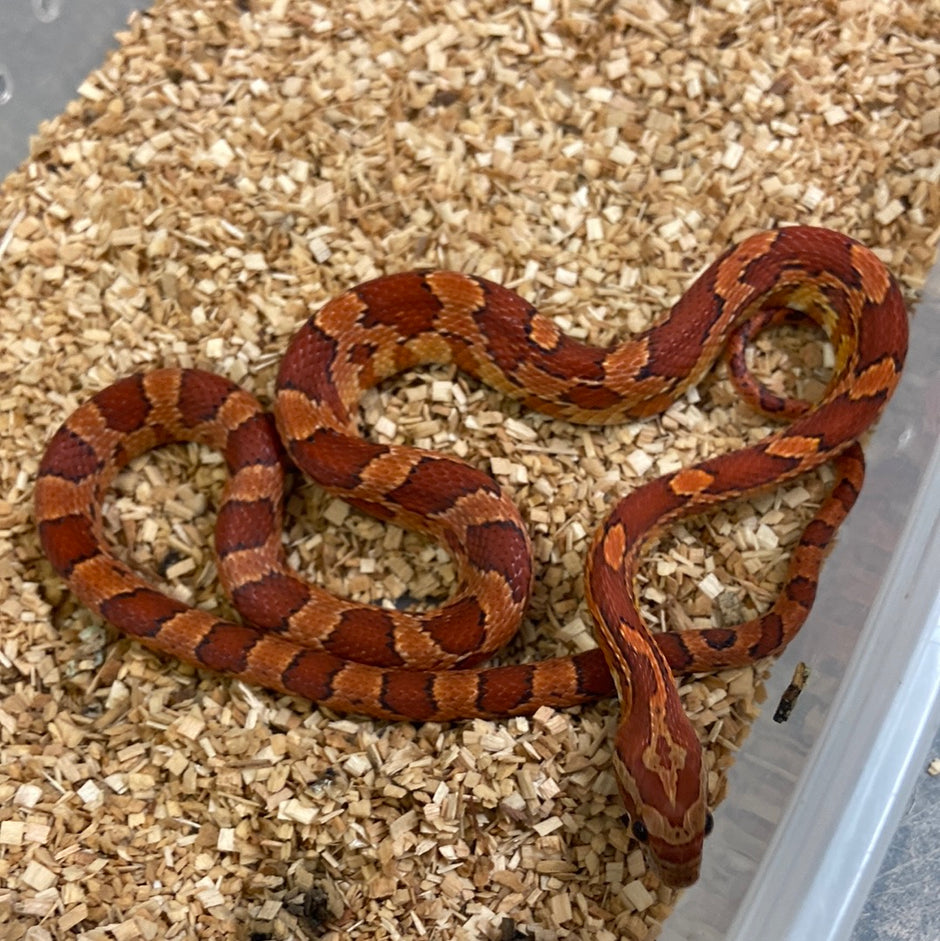 Corn Snakes For Sale I Purchase Corn Snakes Online Or Pickup Today ...