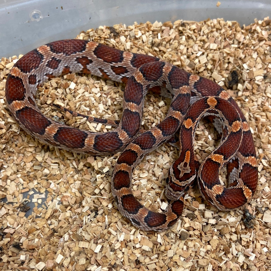 Corn Snakes For Sale I Purchase Corn Snakes Online Or Pickup Today ...