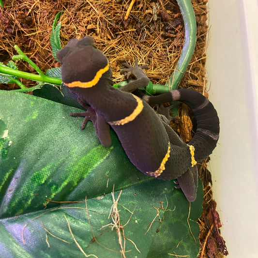 Chinese Cave Geckos For Sale - BHB Reptiles - Reptile Breeder Since 1989