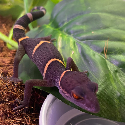 Chinese Cave Geckos For Sale - BHB Reptiles - Reptile Breeder Since 1989