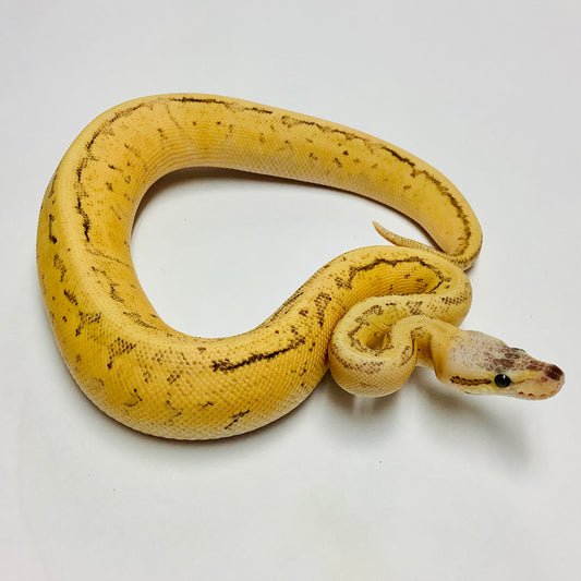 Ball Pythons for Sale at BHB Reptiles - High Quality & Wide Variety in ...
