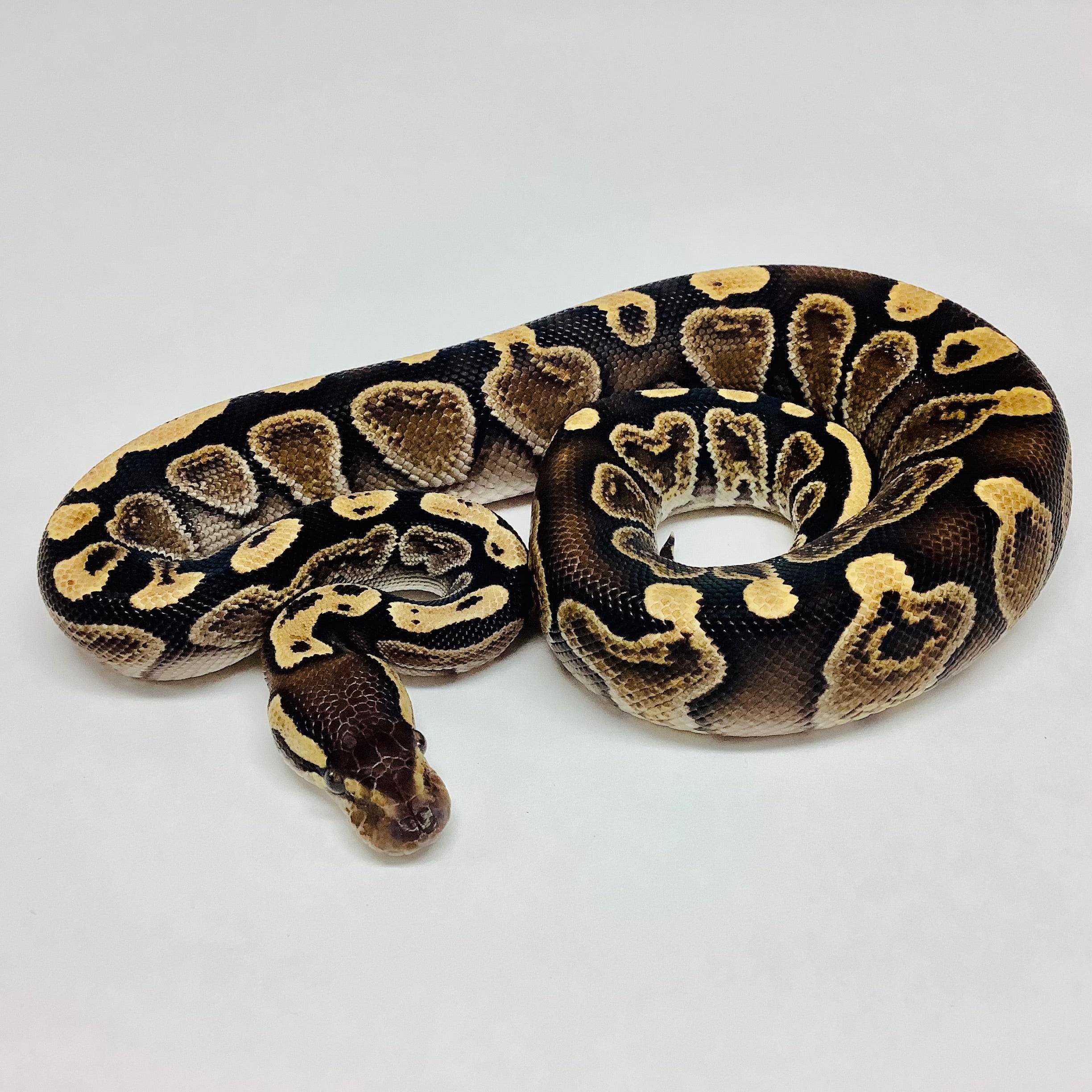 Ball Pythons for Sale at BHB Reptiles - High Quality & Wide Variety in ...