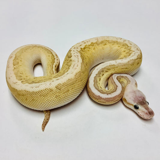 Ball Pythons for Sale at BHB Reptiles - High Quality & Wide Variety in ...