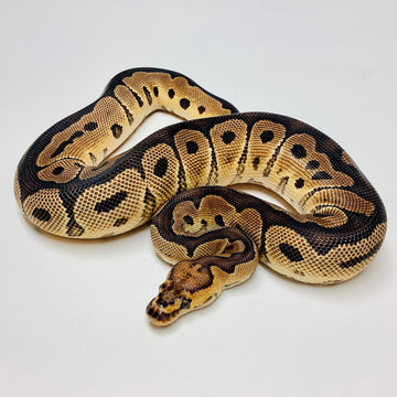Ball Pythons for Sale at BHB Reptiles - High Quality & Wide Variety in ...