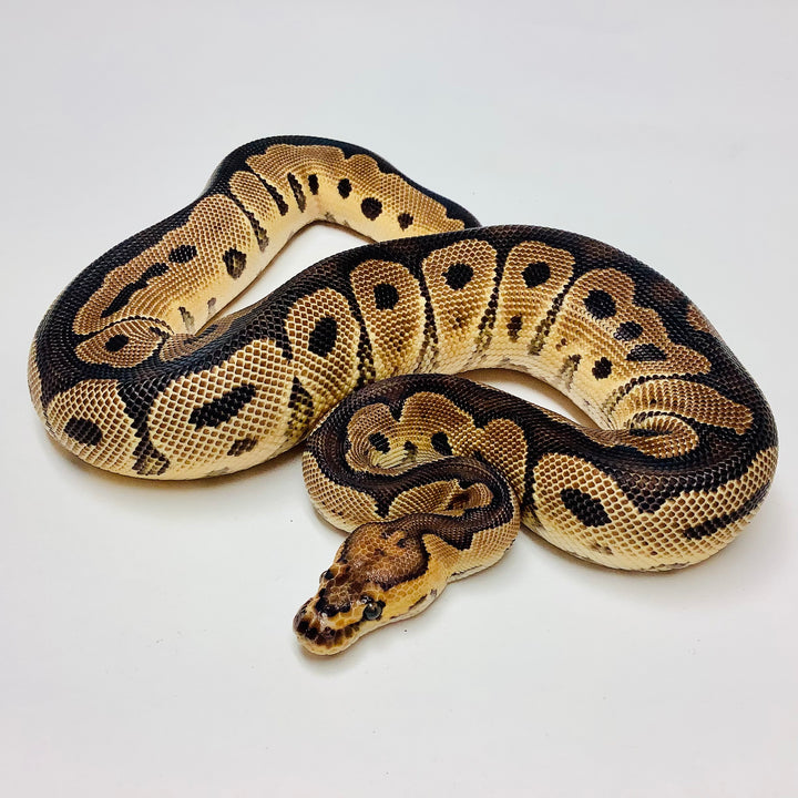 Ball Pythons for Sale at BHB Reptiles - High Quality & Wide Variety in ...